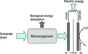 Anodic electron transfer mechanisms in microbial fuel cells and their ...