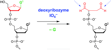 Site-selective depurination by a periodate-dependent deoxyribozyme ...