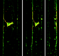 Microfluidic devices for culturing primary mammalian neurons at low ...