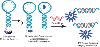 Quencher-free molecular beacons: a new strategy in fluorescence based ...