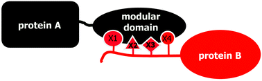 Reverse interactomics: decoding protein–protein interactions with ...