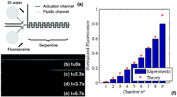 Building up longitudinal concentration gradients in shallow ...
