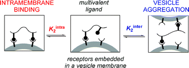 Vesicle aggregation by multivalent ligands: relating crosslinking ...