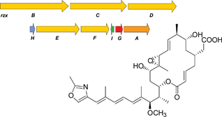 A cryptic PKS–NRPS gene locus in the plant commensal Pseudomonas ...