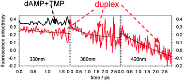 Fluorescence of the DNA double helices (dAdT)n·(dAdT)n studied by ...
