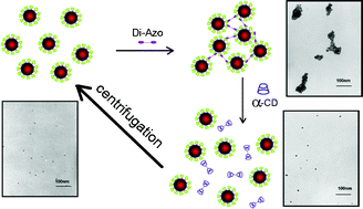 Reversible aggregation of gold nanoparticles driven by inclusion ...