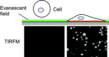 Effects of surface functional groups on protein adsorption and subsequent cell adhesion using ...