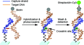 Sequence specific interstrand photocrosslinking for effective SNP ...