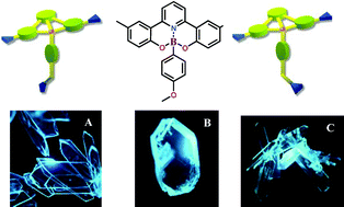 Polymorphs and a pseudo-polymorphs based on a luminescent boron ...