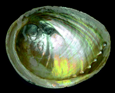 Fine structure of nacre revealed by solid state 13C and 1H NMR ...