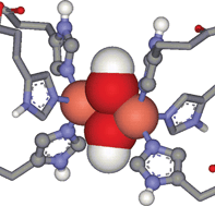 Scaffolded amino acids as a close structural mimic of type-3 copper ...