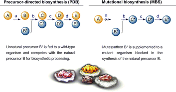 Total synthesis approaches to natural product derivatives based on the ...