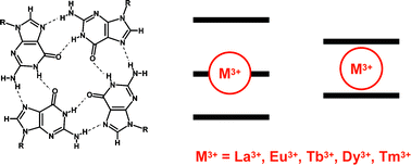 Trivalent lanthanide metal ions promote formation of stacking G ...