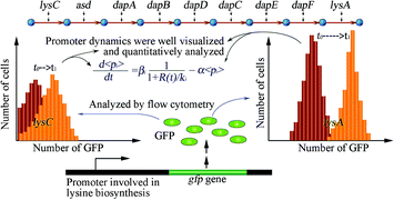 Dynamic change in promoter activation during lysine biosynthesis in ...