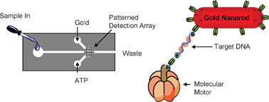 Recent developments of bio-molecular motors as on-chip devices using ...