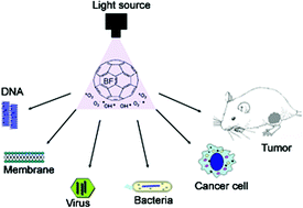 Photodynamic therapy with fullerenes - Photochemical & Photobiological ...