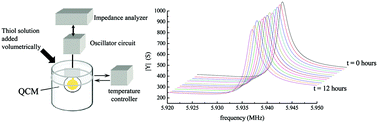 Investigation of the interactions between alkanethiol self-assembled ...