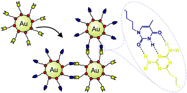 Selective co-aggregation of gold nanoparticles functionalised with ...
