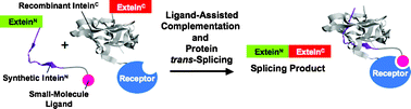 Construction of a small-molecule-integrated semisynthetic split intein ...