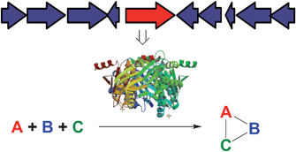 New natural product biosynthetic chemistry discovered by genome mining ...