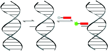 Sequence dependence in base flipping: experimental and computational ...