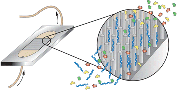 Development of an automated DNA purification module using a micro ...