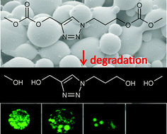 Biodegradable microcapsules designed via ‘click’ chemistry - Chemical ...