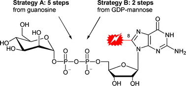 A fast synthetic route to GDP-sugars modified at the nucleobase ...