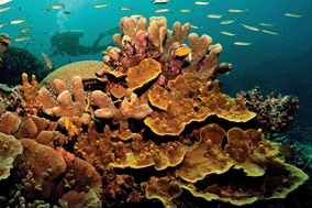 10th Anniversary Review: a changing climate for coral reefs - Journal ...