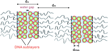 Condensed multilamellar structure of a complex of DNA with an ...