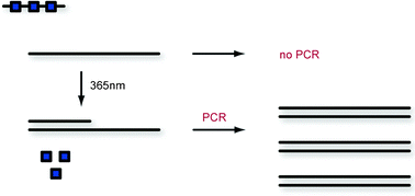 Light-triggered polymerase chain reaction - Chemical Communications ...