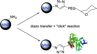 One-step bioengineering of magnetic nanoparticles via a surface diazo ...