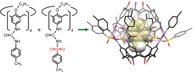 Heterodimeric capsules formed by tetratosyl and tetratolyl urea calix[4 ...