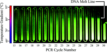 Product differentiation during continuous-flow thermal gradient PCR ...