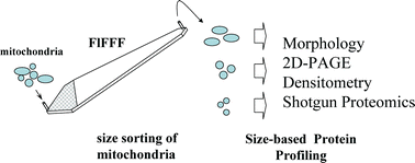 Separation of mitochondria by flow field-flow fractionation for ...