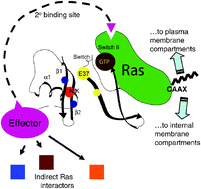 Choose your own path: specificity in Ras GTPase signaling - Molecular BioSystems (RSC Publishing)