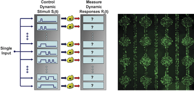 Microfluidic flow-encoded switching for parallel control of dynamic ...