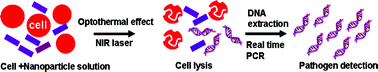 Gold nanoparticles for one step DNA extraction and real-time PCR of ...