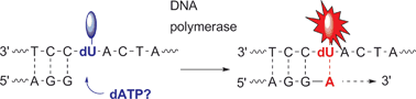 Nucleotide insertion and bypass synthesis of pyrene- and BODIPY ...
