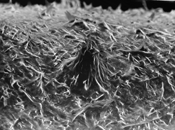 Microstructure of fat bloom development in plain and filled chocolate ...