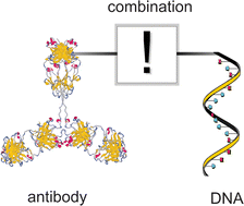 Sensitivity by combination: immuno-PCR and related technologies ...