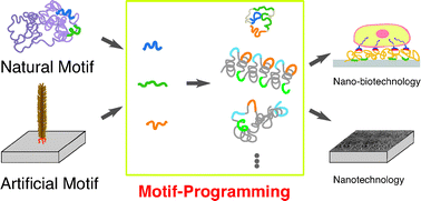 Natural and artificial peptide motifs: their origins and the ...