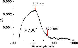 Quantum yield of P700+ photodestruction in isolated photosystem I ...