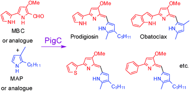 Chemoenzymatic synthesis of prodigiosin analogues—exploring the ...