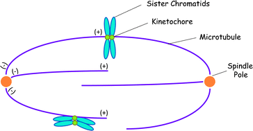 Kinetochore assembly: building a molecular machine that drives ...