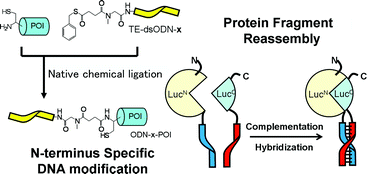 Covalent split protein fragment–DNA hybrids generated through N ...