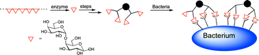 Synthesis of multivalent Streptococcus suis adhesion inhibitors by ...