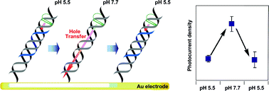 Photoelectrochemical evaluation of pH effect on hole transport through ...
