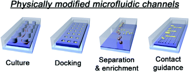 Cell research with physically modified microfluidic channels: A review ...