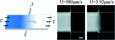 Concentration gradient generator using a convective–diffusive balance ...